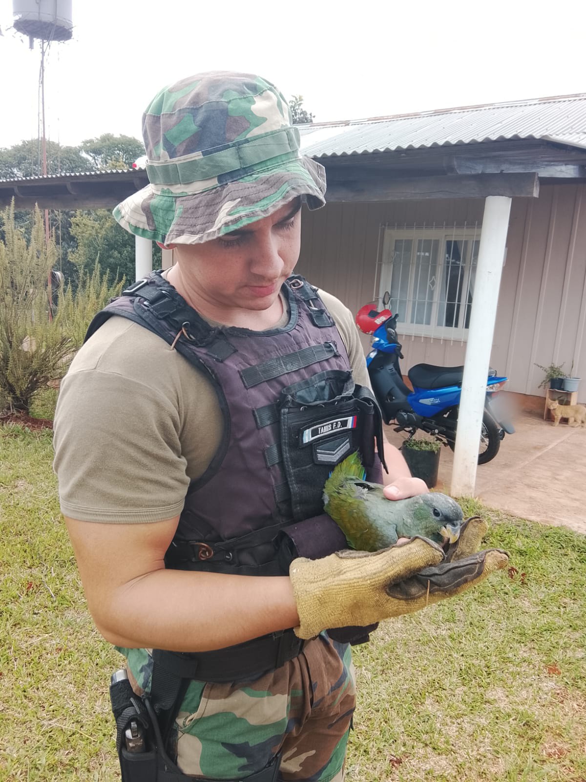 Rescataron un oso melero y un loro maitaca en operativos realizados ...